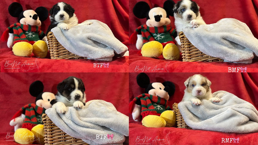 Available puppies - budnataussies.com